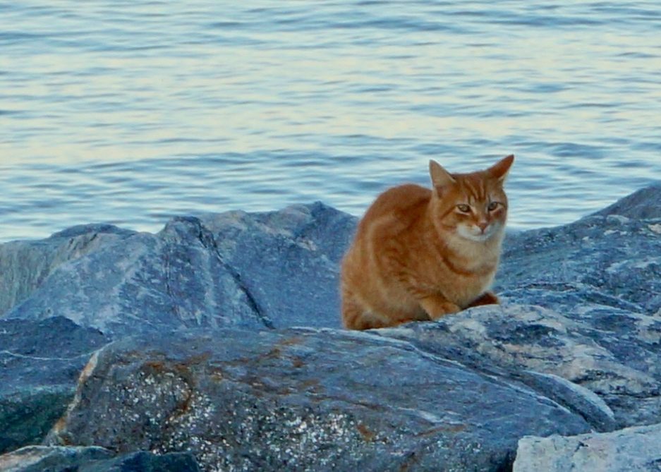 About Us – Cat Team 7