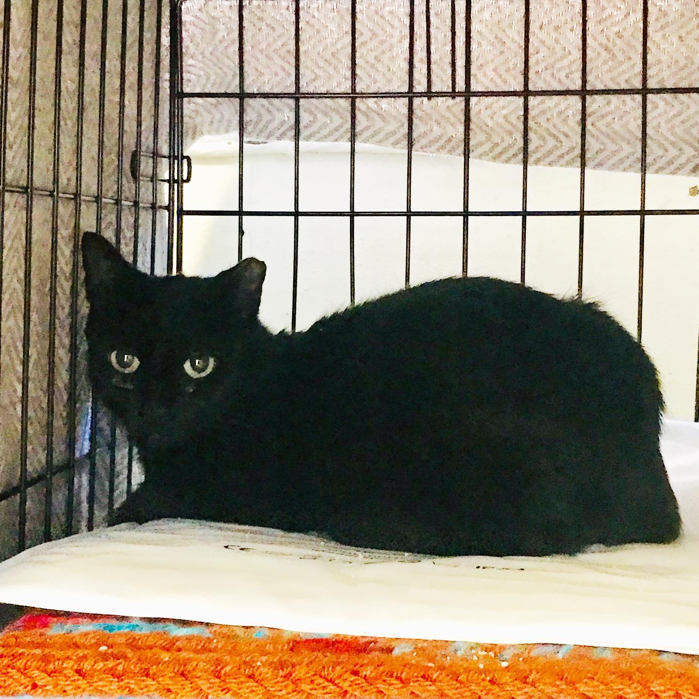 Catherine – Cat Team 7